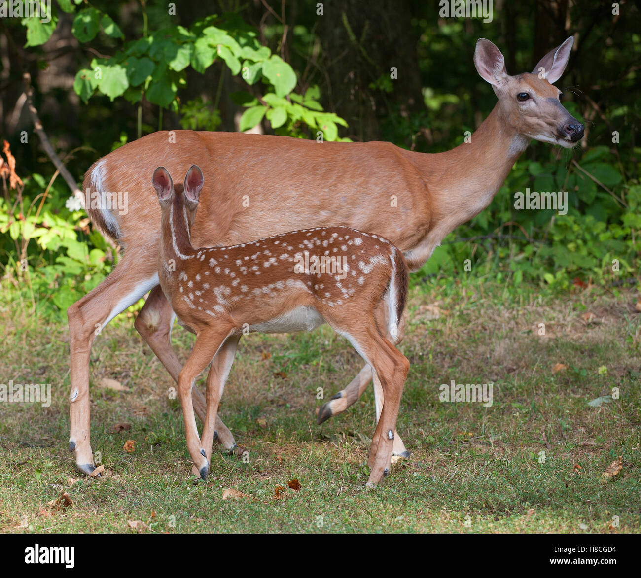Female whitetail deer fawn hi-res stock photography and images - Alamy