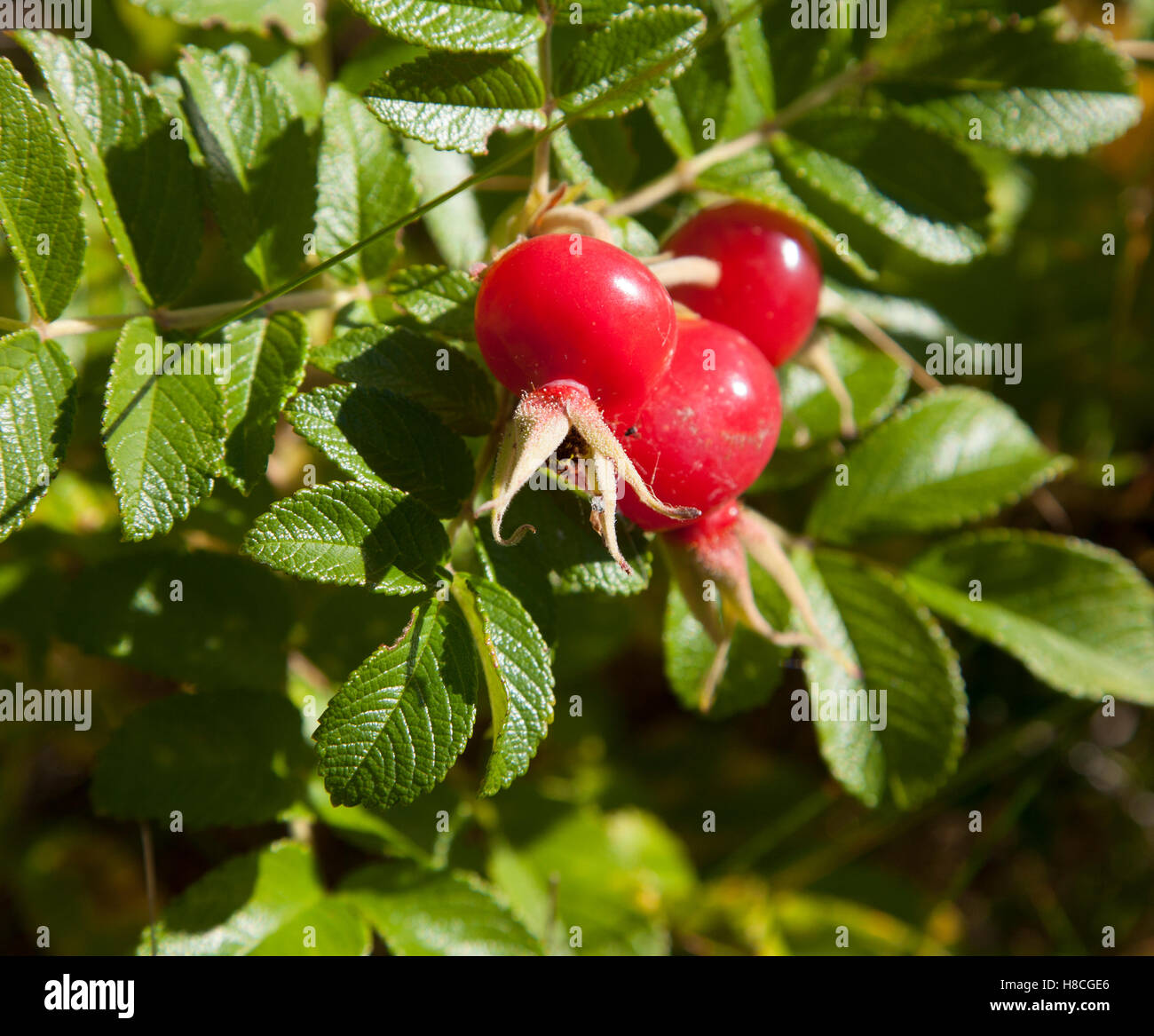 ROSE HIP on shrub Stock Photo - Alamy