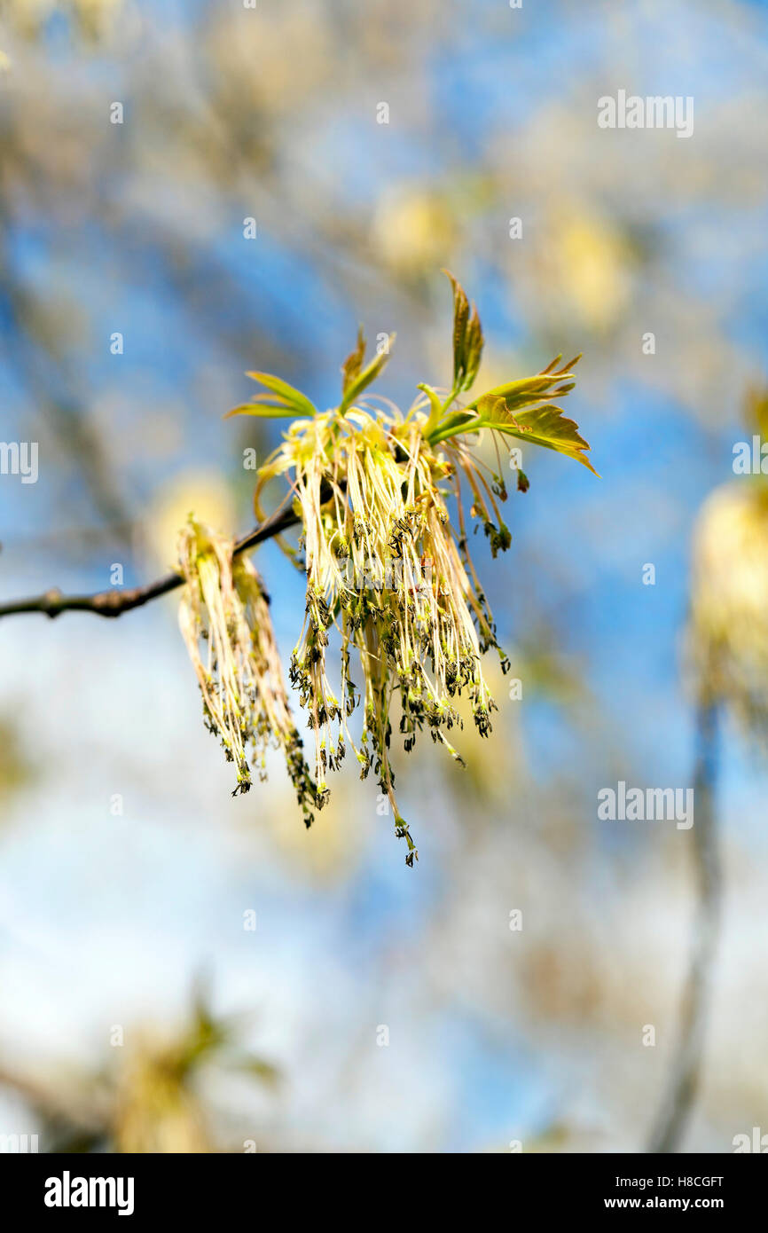 flowering maple tree Stock Photo - Alamy