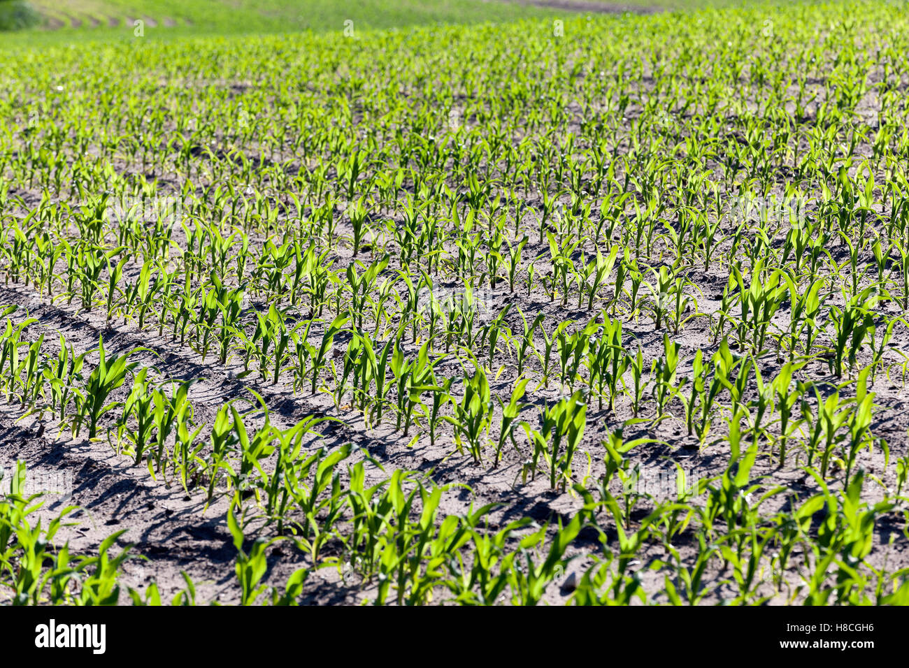 young sprout of corn Stock Photo - Alamy