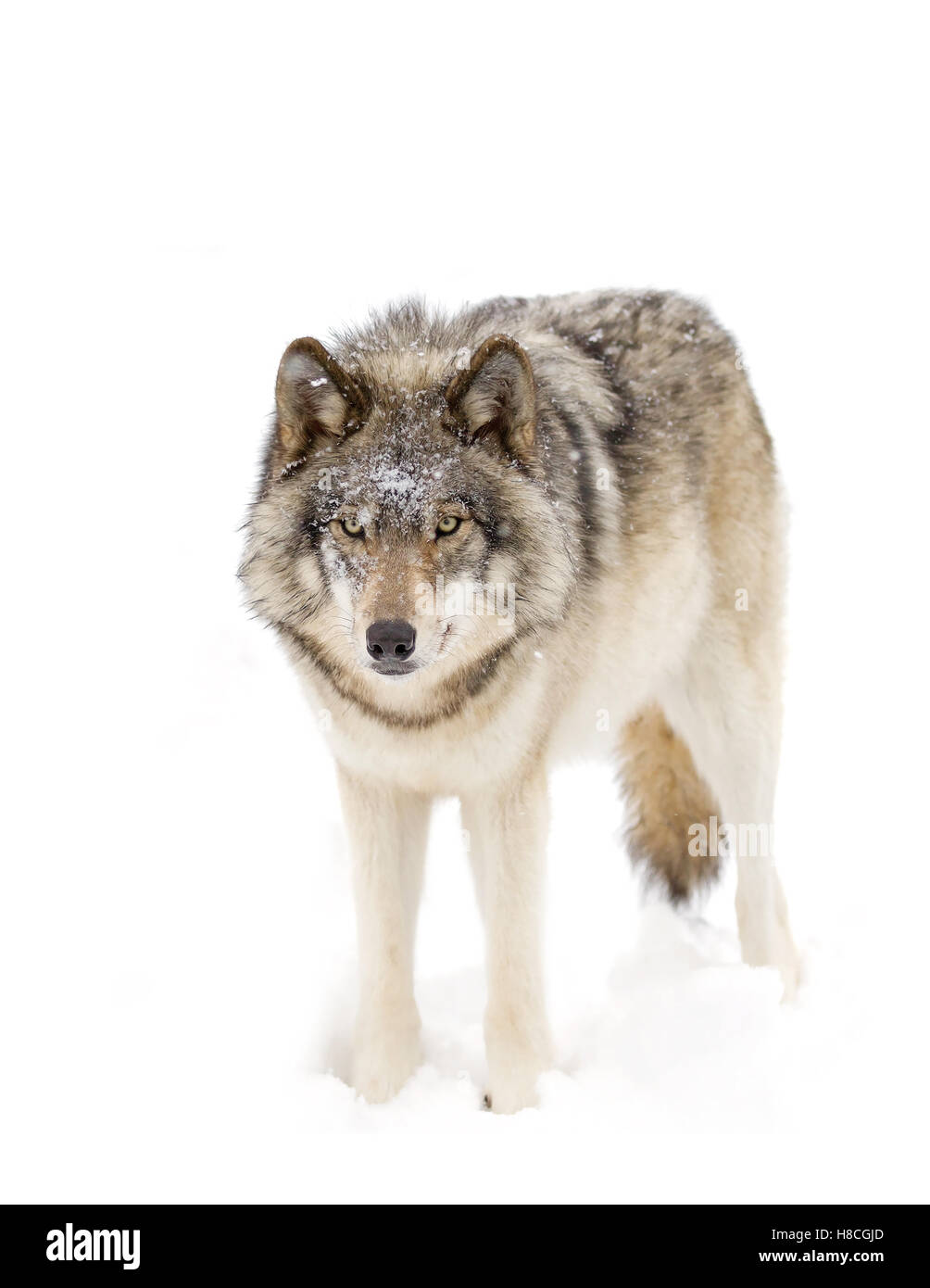 Timber wolf or Grey Wolf (Canis lupus) in the winter snow in Canada ...