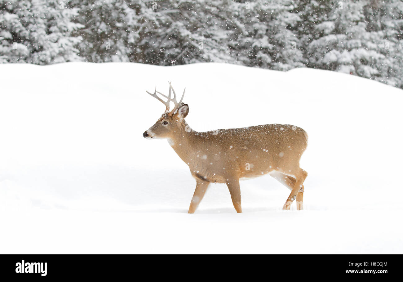 White-tailed deer buck in the falling snow in Canada Stock Photo - Alamy