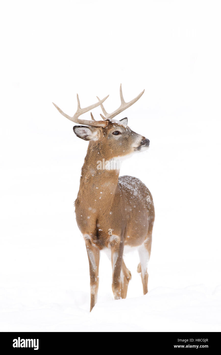 Canada white tailed deer Cut Out Stock Images & Pictures - Alamy