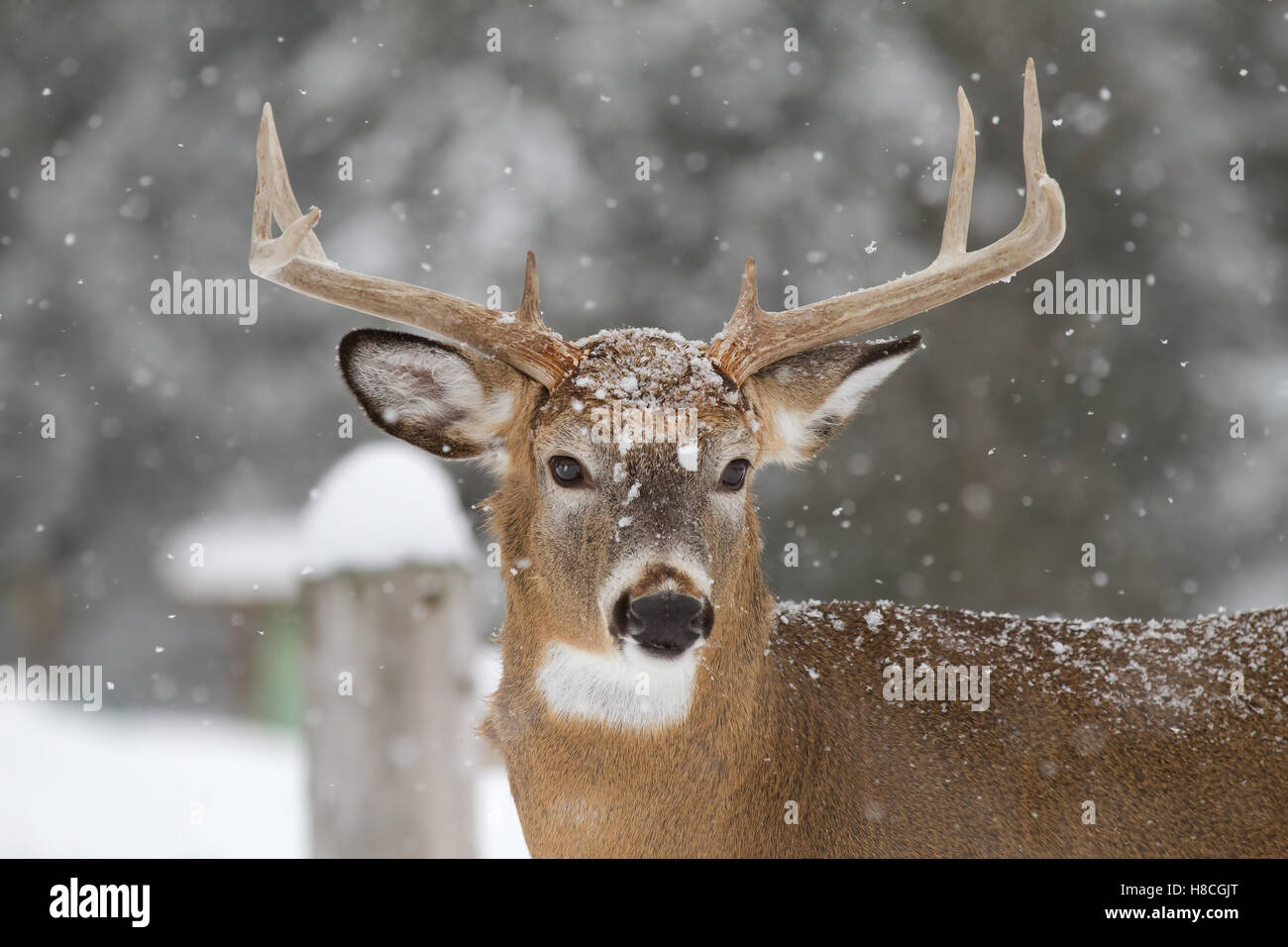 White-tailed deer buck in the falling snow in Canada Stock Photo - Alamy
