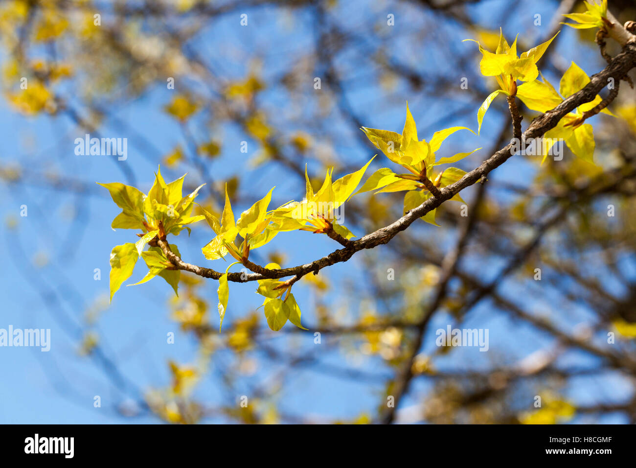 linden trees in the spring Stock Photo - Alamy