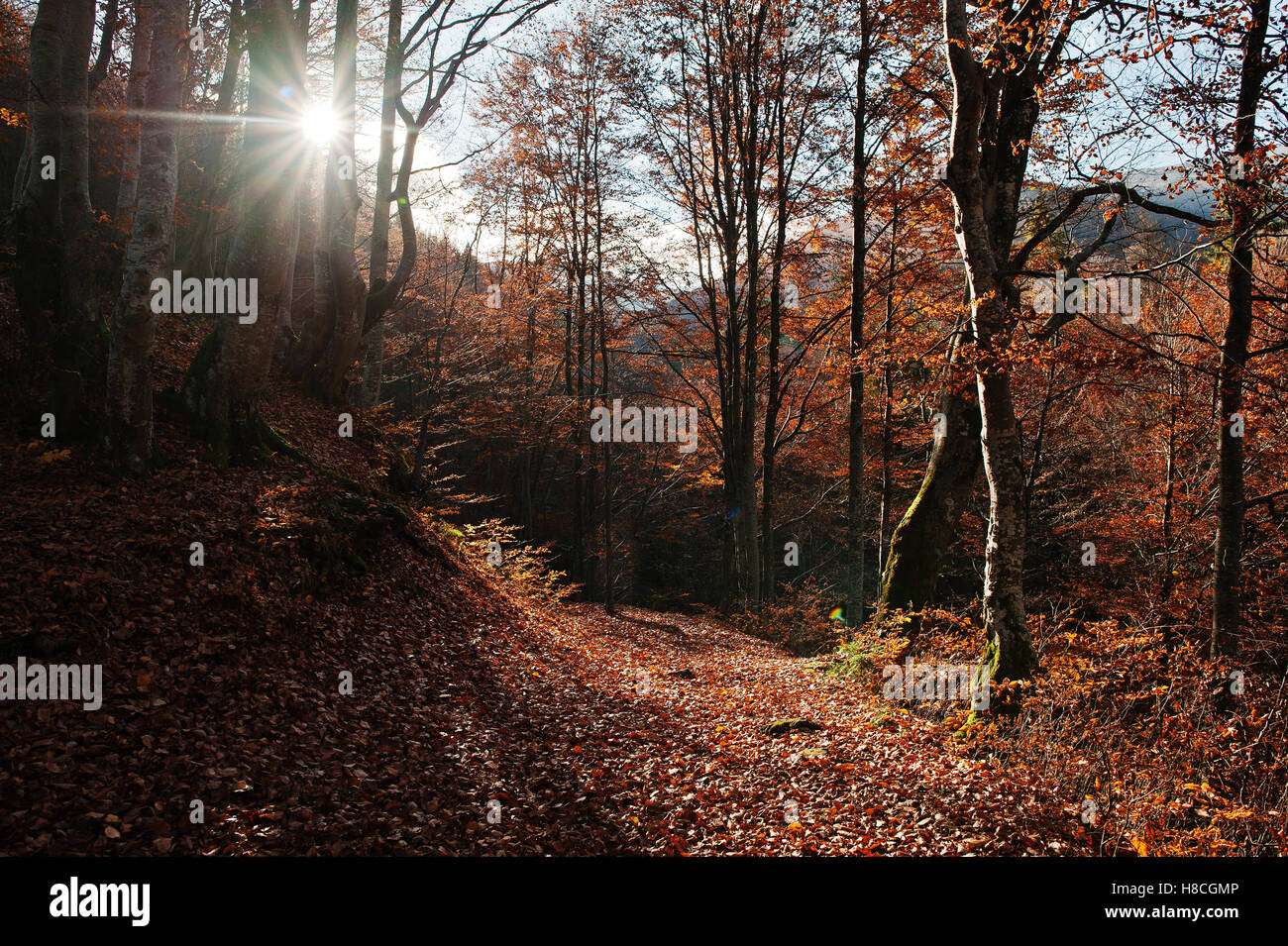 Autumn forest scenery with rays of warm light illumining the gold ...