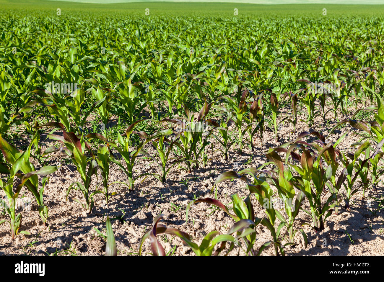 Field with corn Stock Photo - Alamy