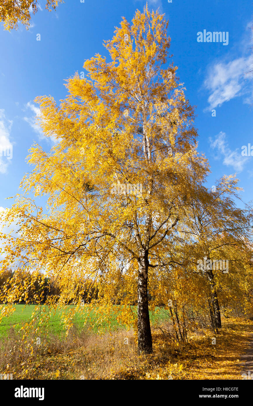 Birch beauty hi-res stock photography and images - Alamy