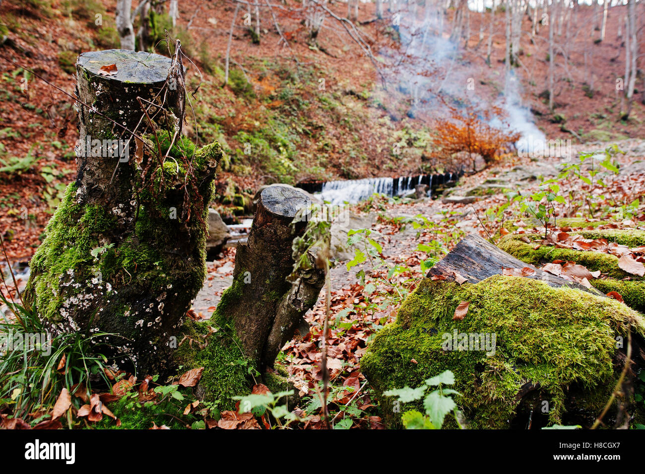 Large fire stump hi-res stock photography and images - Alamy