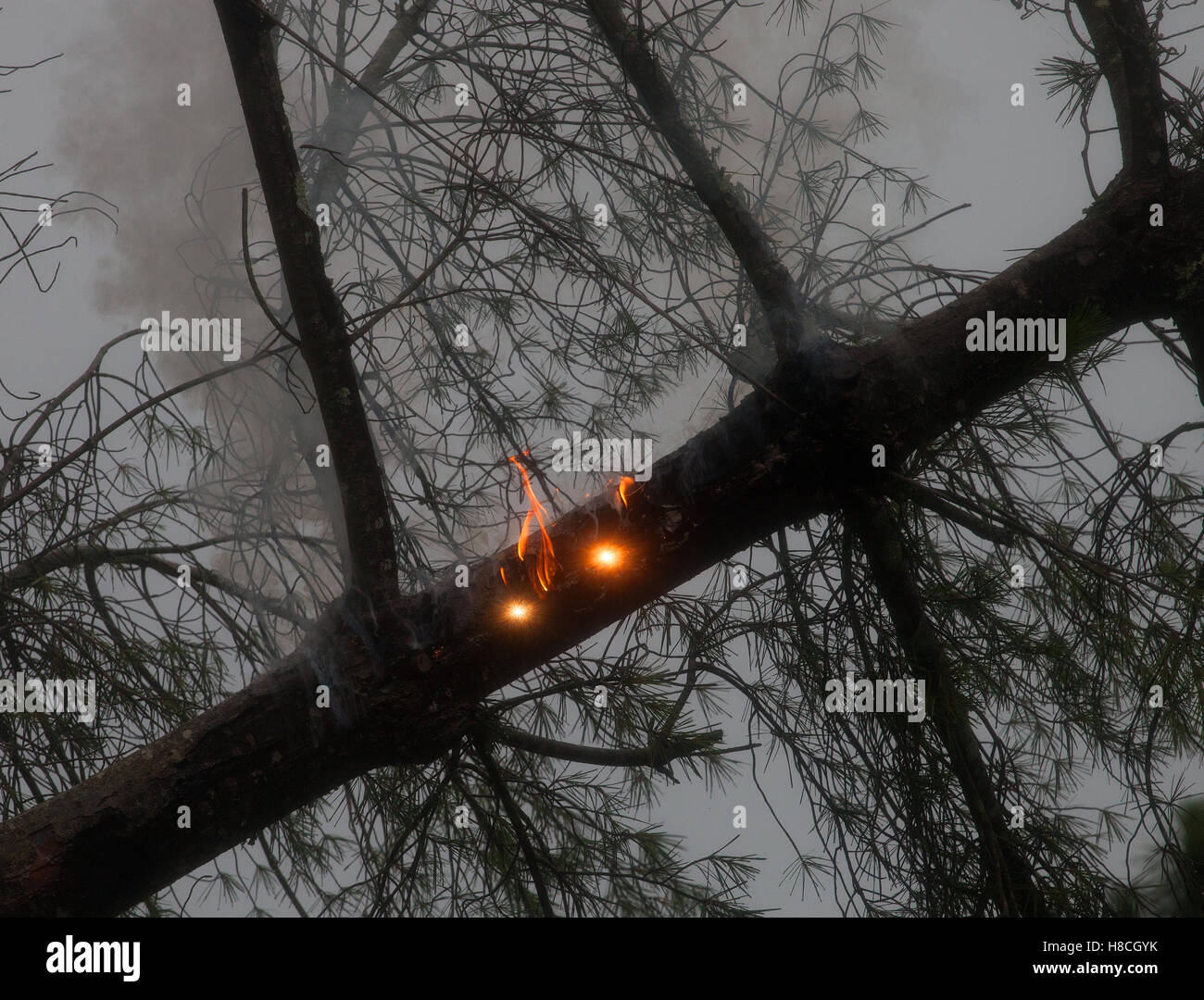 Flames coming from a tree on some power lines Stock Photo - Alamy