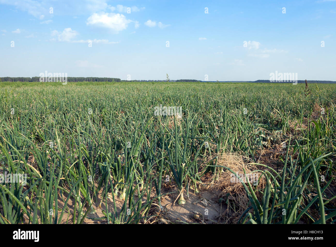 field with green onions Stock Photo - Alamy