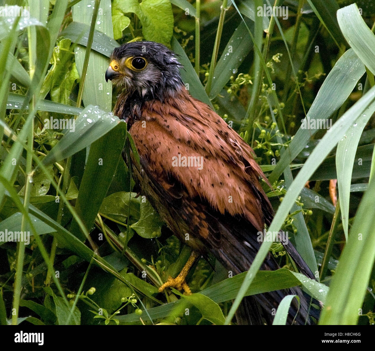 A Male Kestrel Stock Photo - Alamy