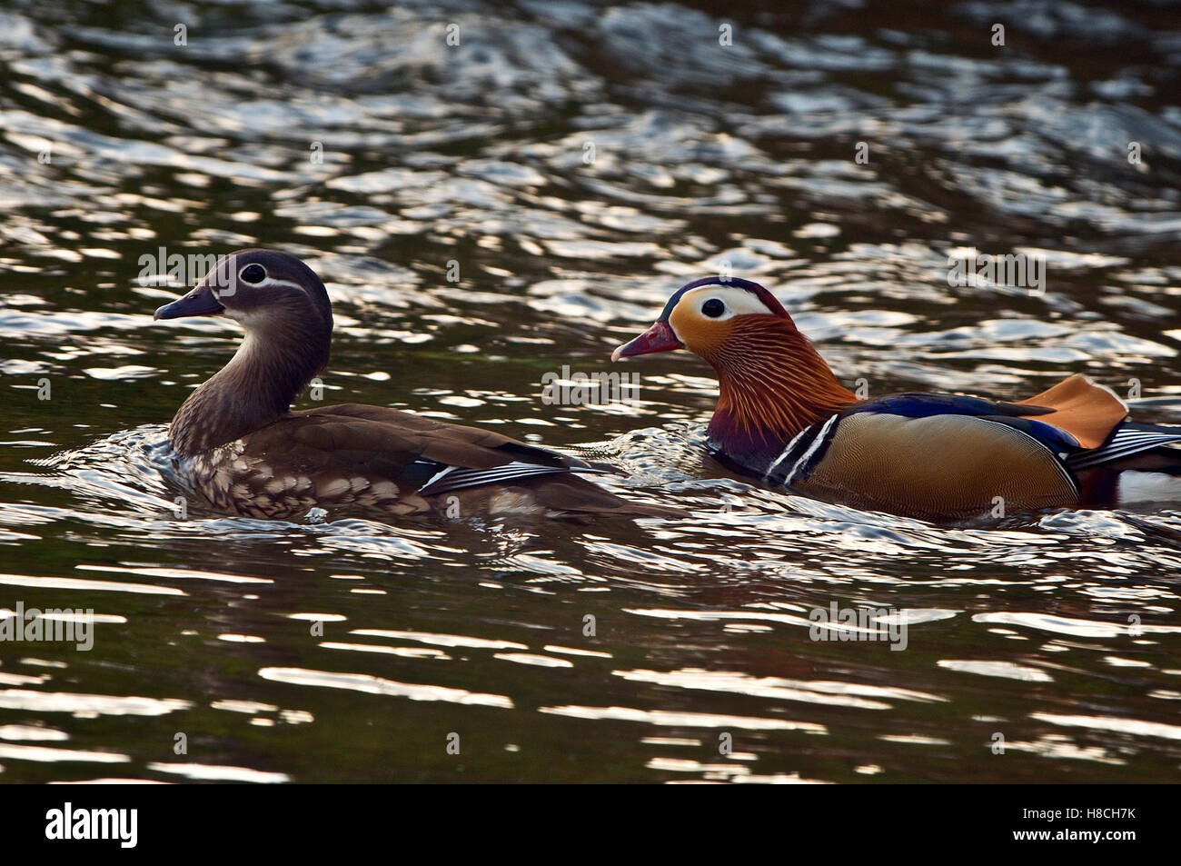 Painted Duck Stock Photos & Painted Duck Stock Images - Alamy