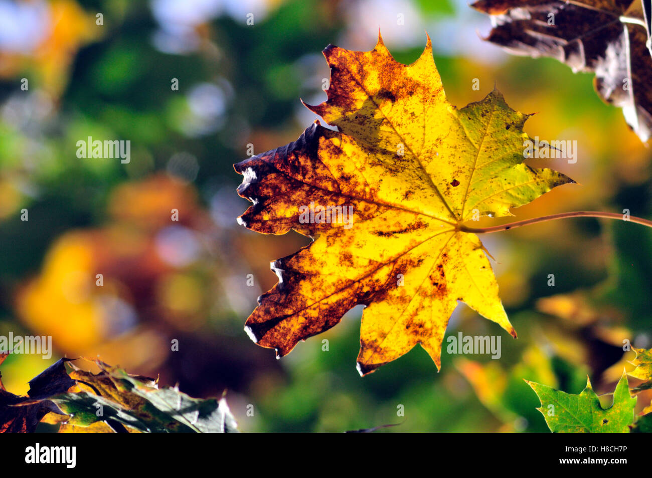 Maple Autumn leaves Stock Photo - Alamy