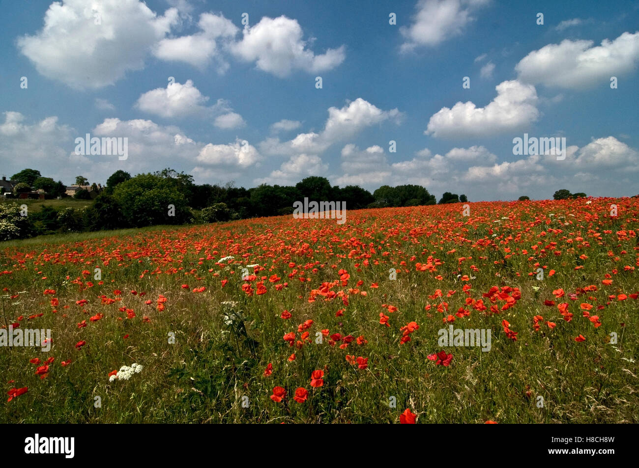 A Poppy Field Stock Photo - Alamy