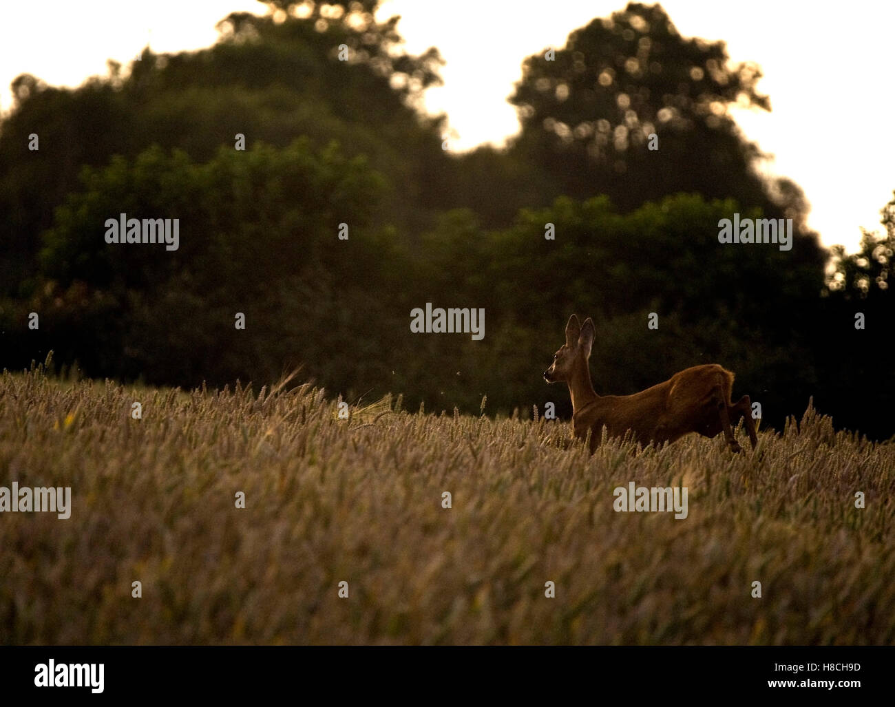 A Roe female running Stock Photo - Alamy