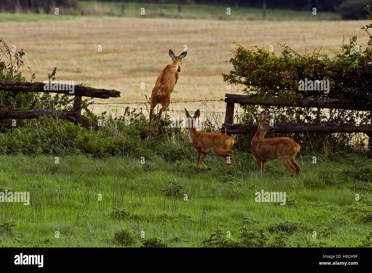 Roe family hi-res stock photography and images - Alamy