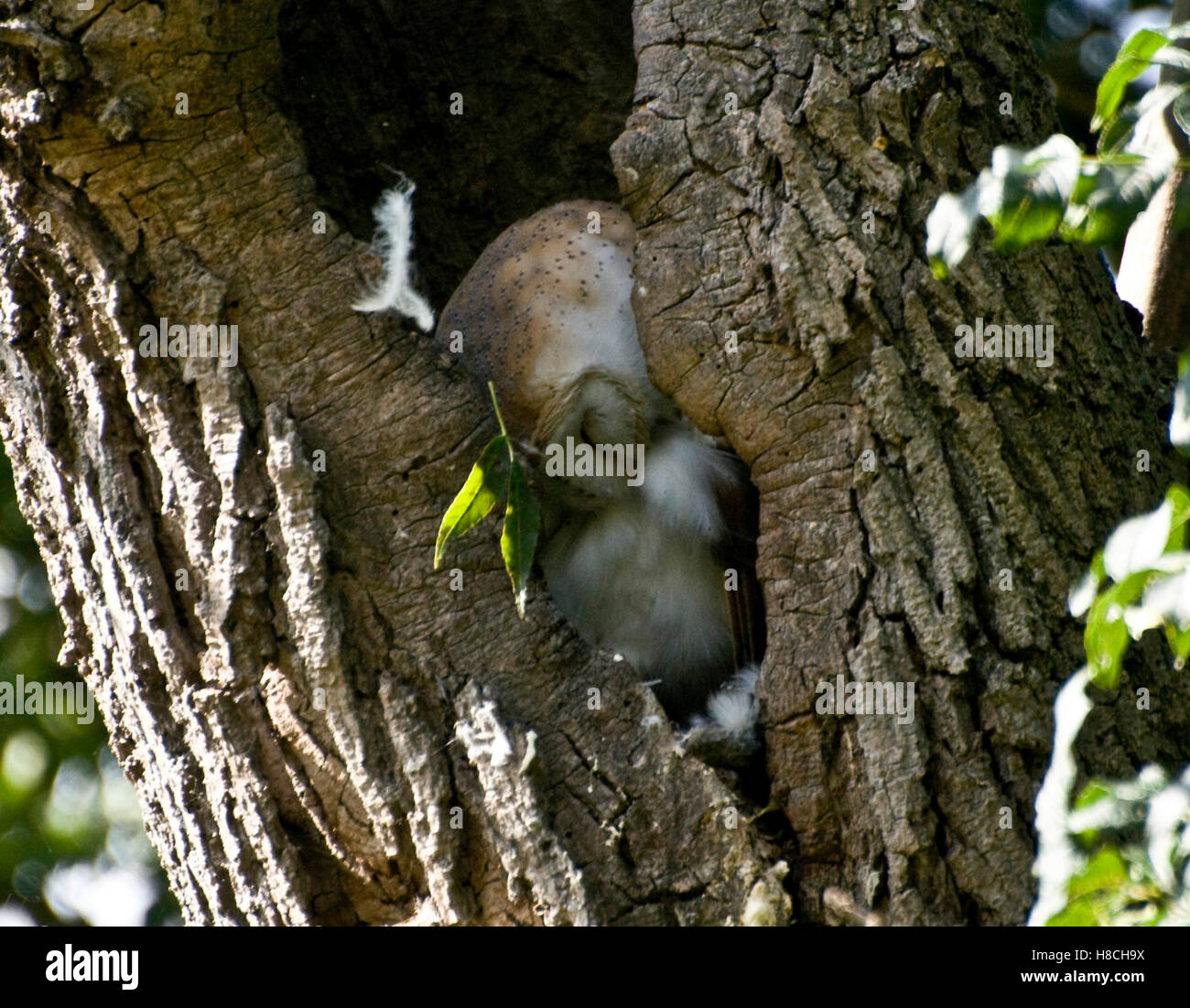 A Barn Owl Roost Stock Photo - Alamy