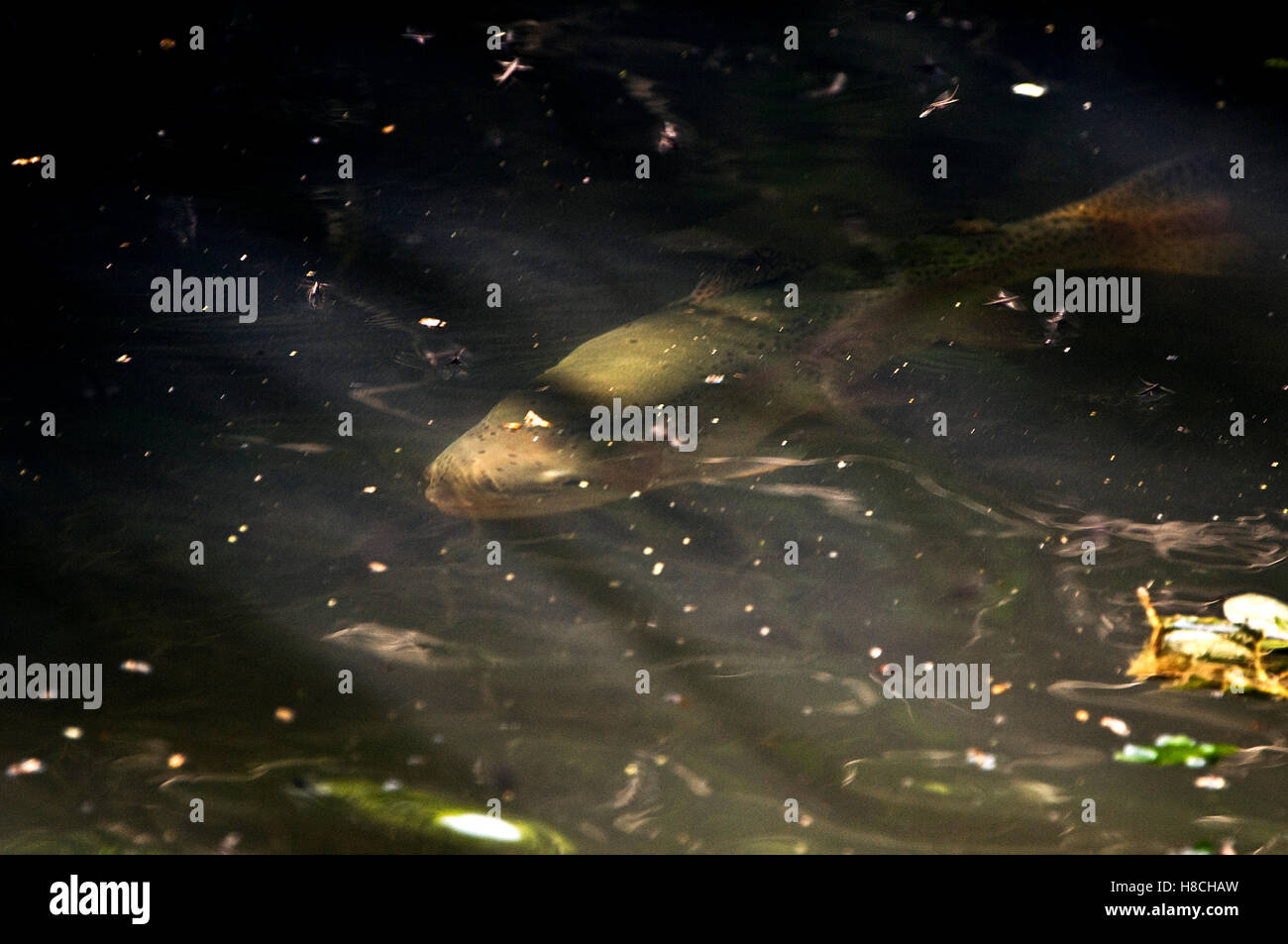 Trout gills hi-res stock photography and images - Alamy