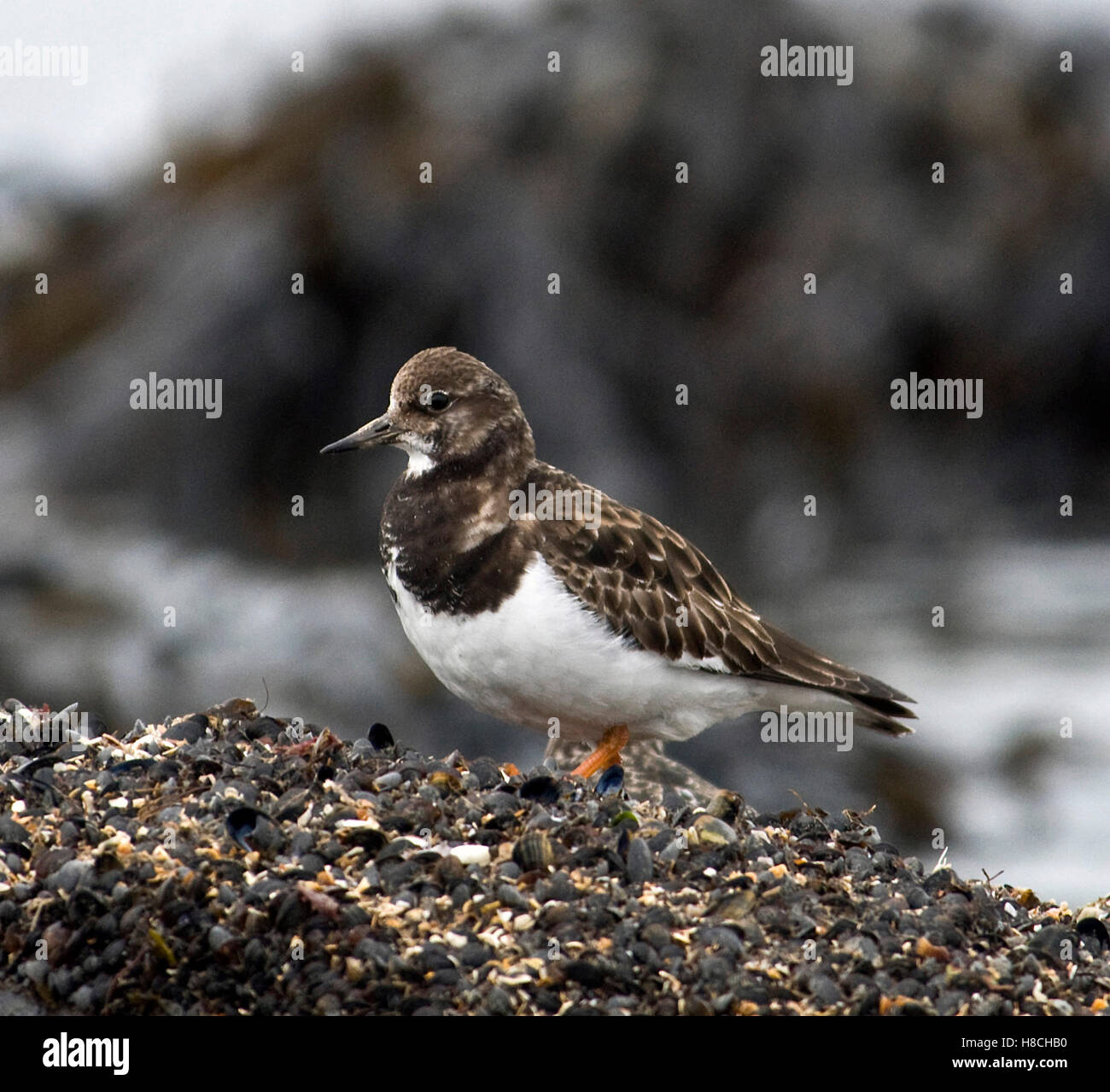 Turnstone on the beach Stock Photo - Alamy