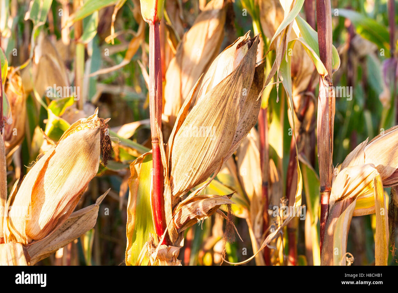 yellowed ripe corn Stock Photo - Alamy