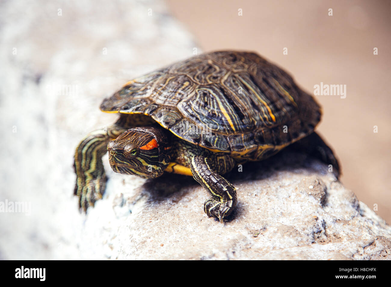 Hare and tortoise color hi-res stock photography and images - Alamy