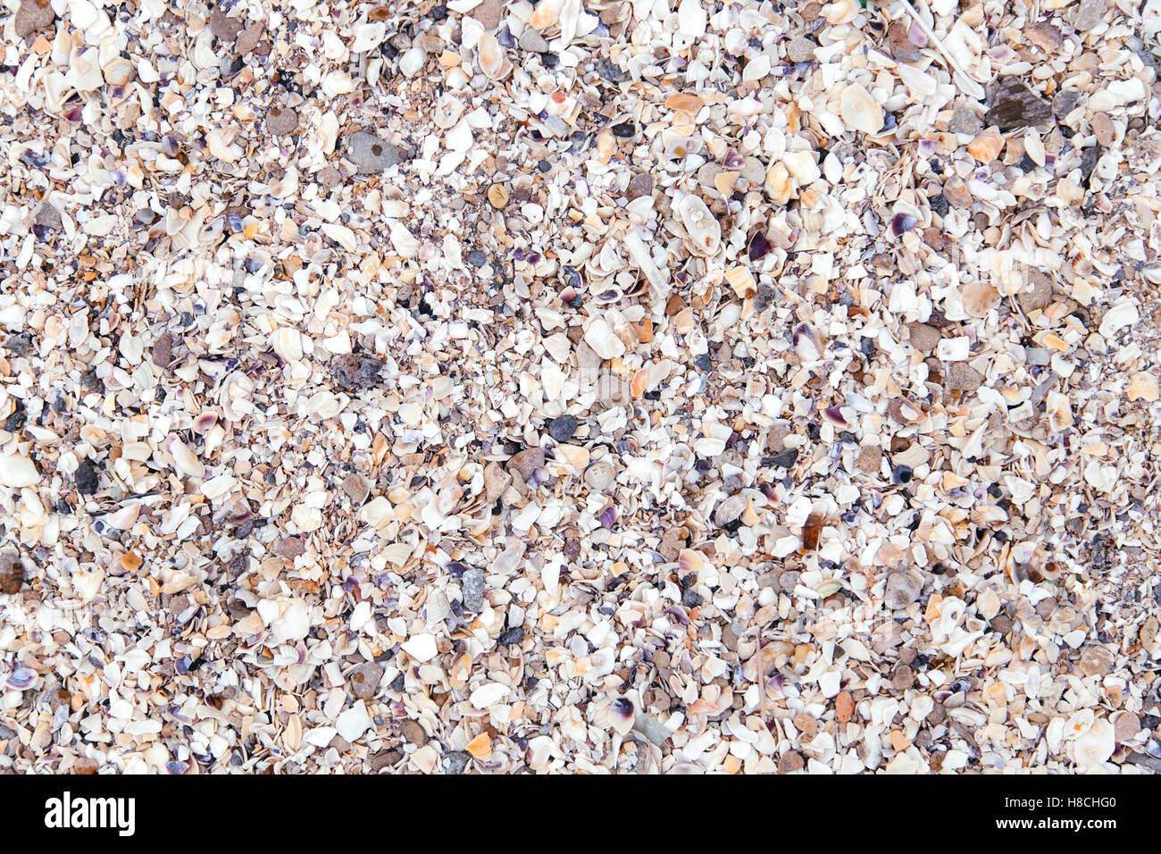 broken sea shells background Stock Photo - Alamy