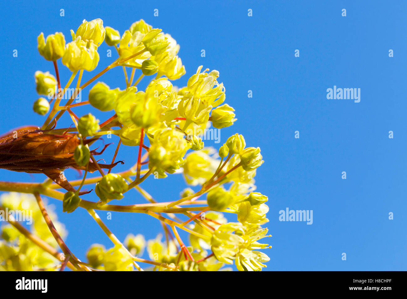 flowering maple tree Stock Photo - Alamy