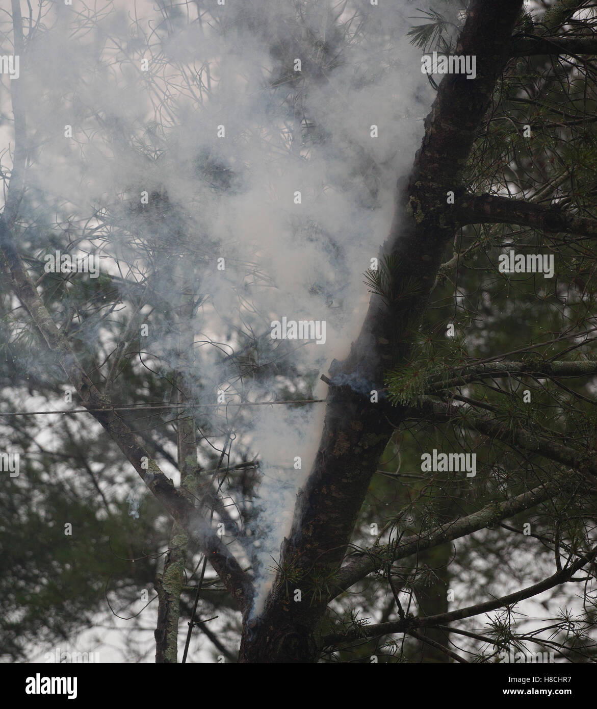 Tree power line hi-res stock photography and images - Alamy