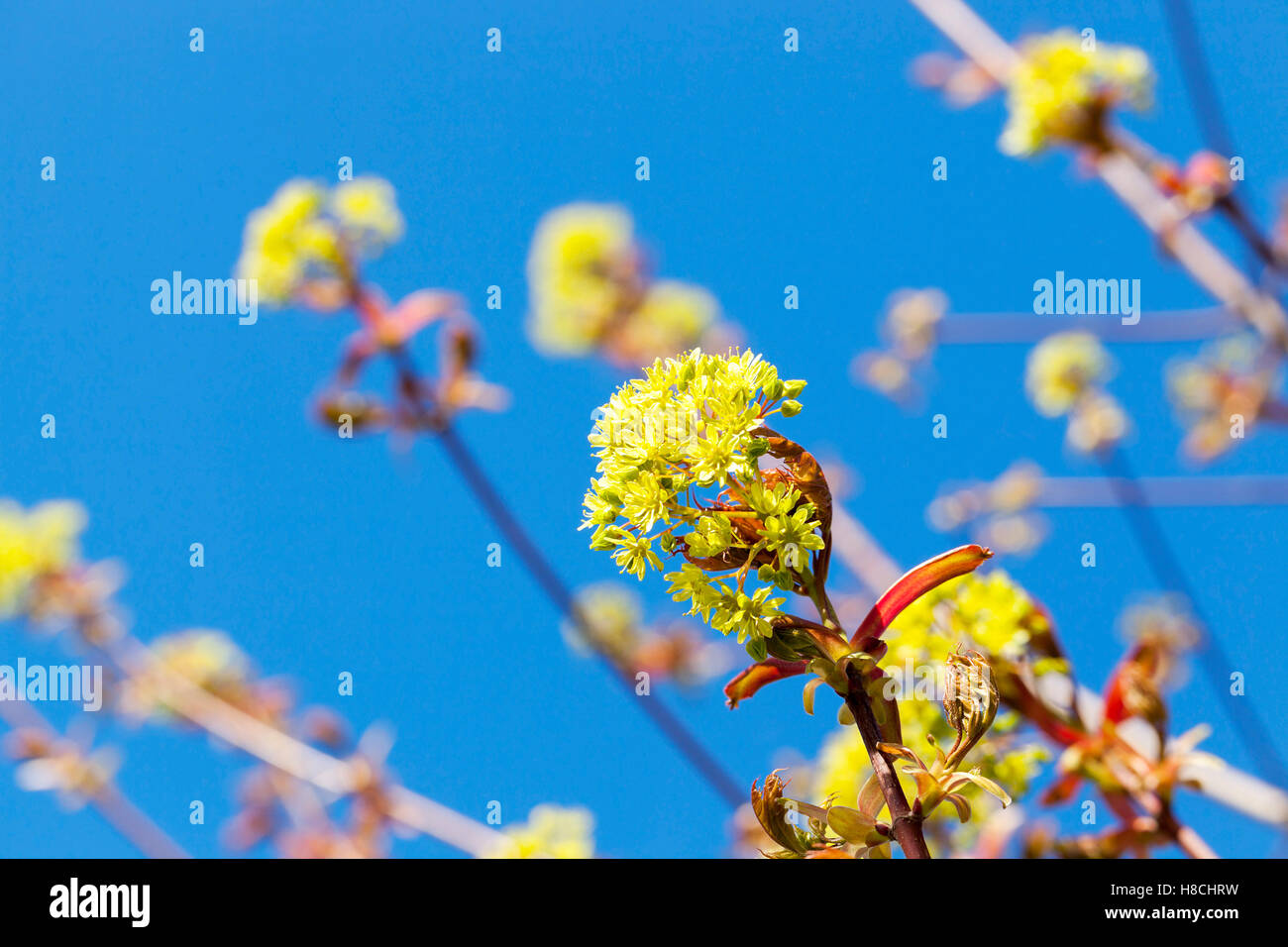 flowering maple tree Stock Photo - Alamy