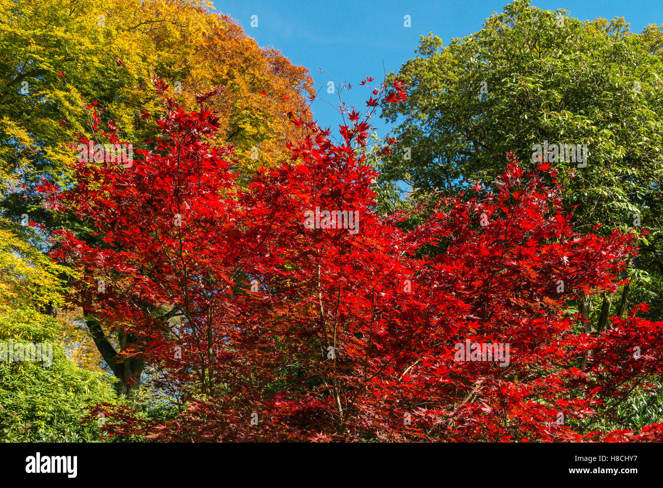 Trees in autumn Stock Photo - Alamy