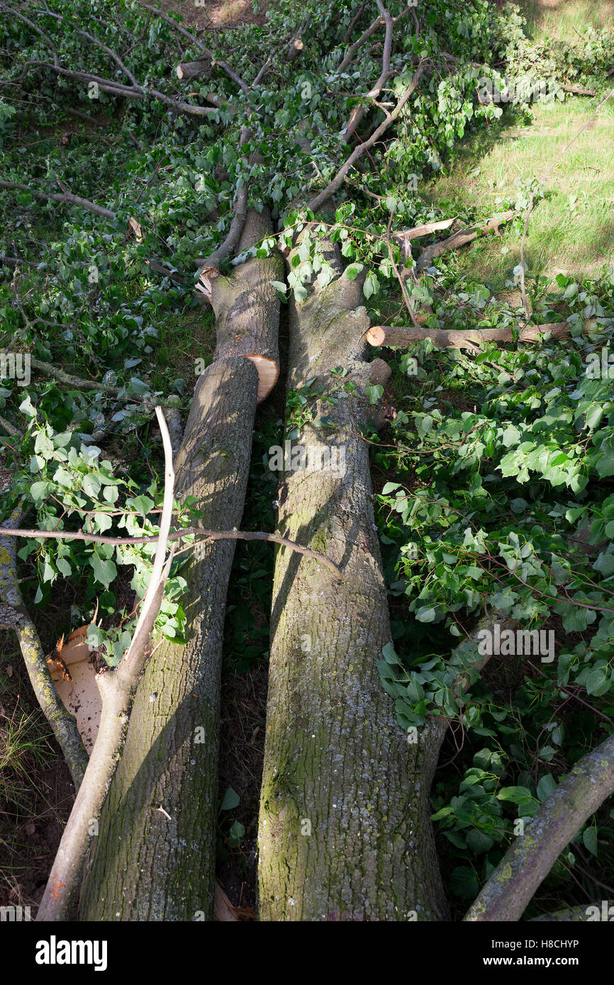 destroyed a tree, close-up Stock Photo - Alamy