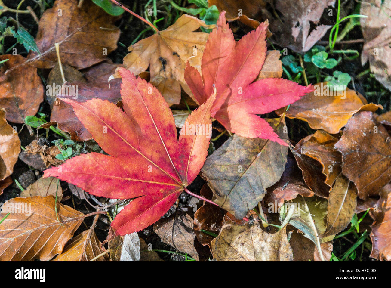 Red margins leaves hi-res stock photography and images - Alamy