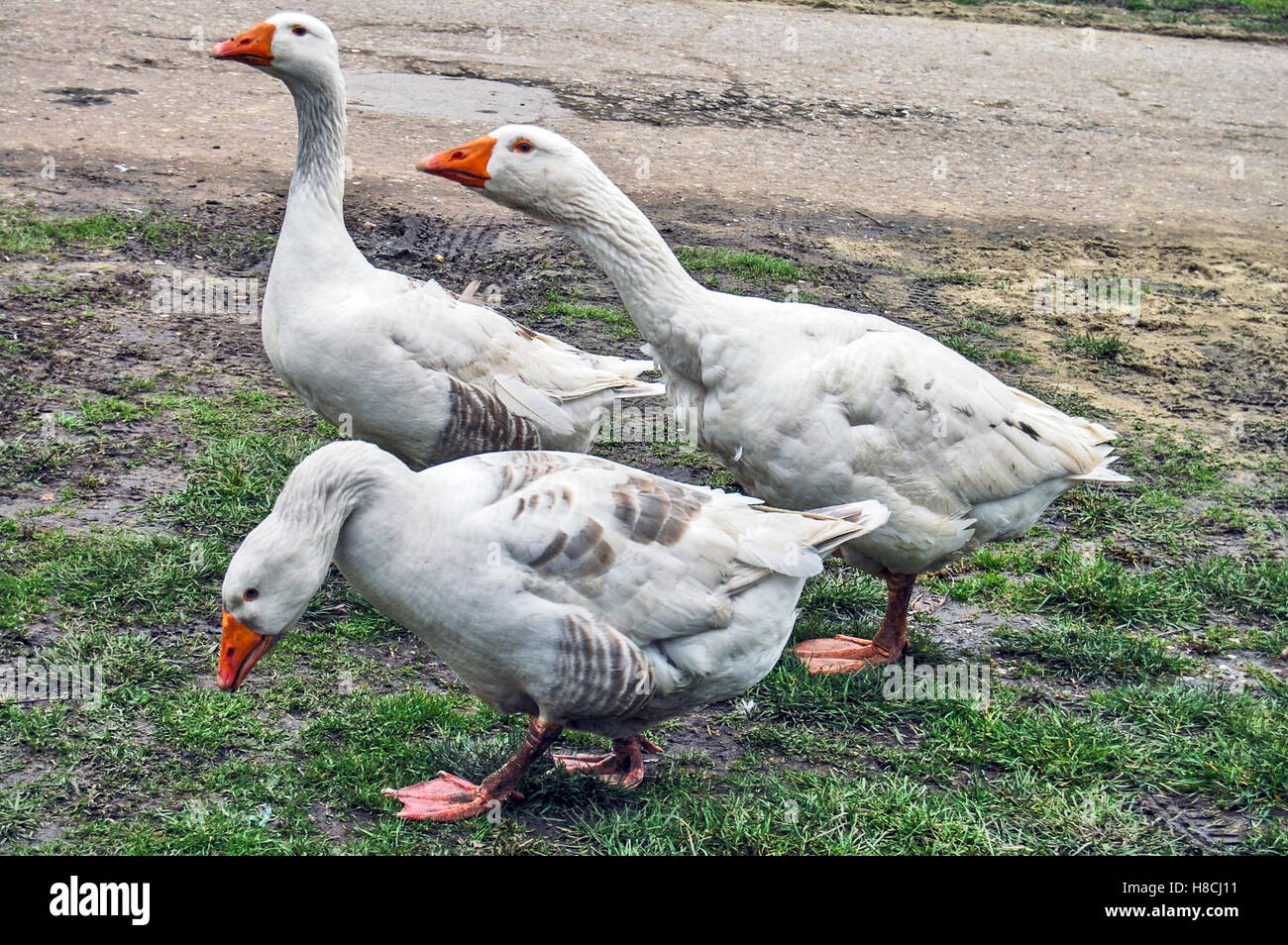 Group of domestic geese walking down the street Stock Photo - Alamy