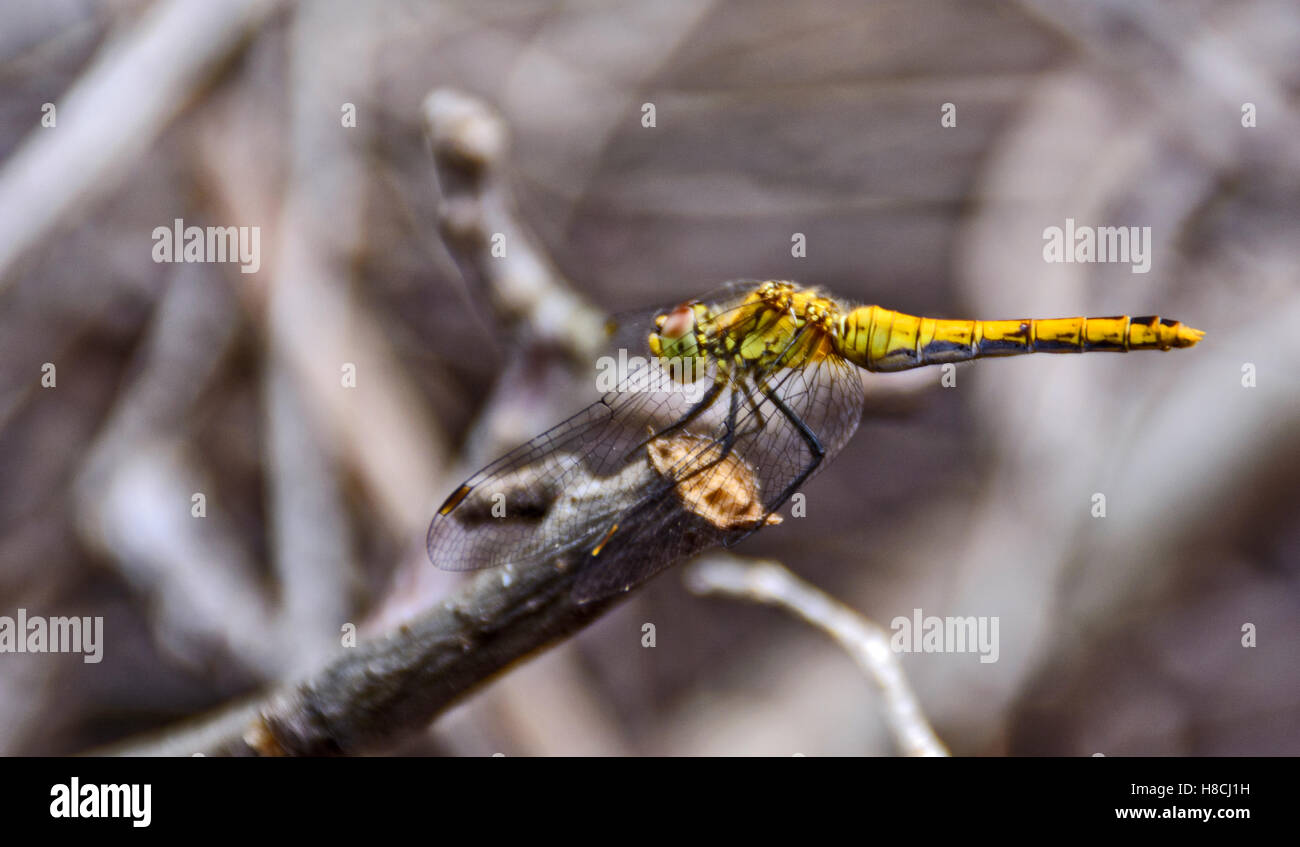 Yellow Dragonfly standing on the border of the garden Stock Photo - Alamy