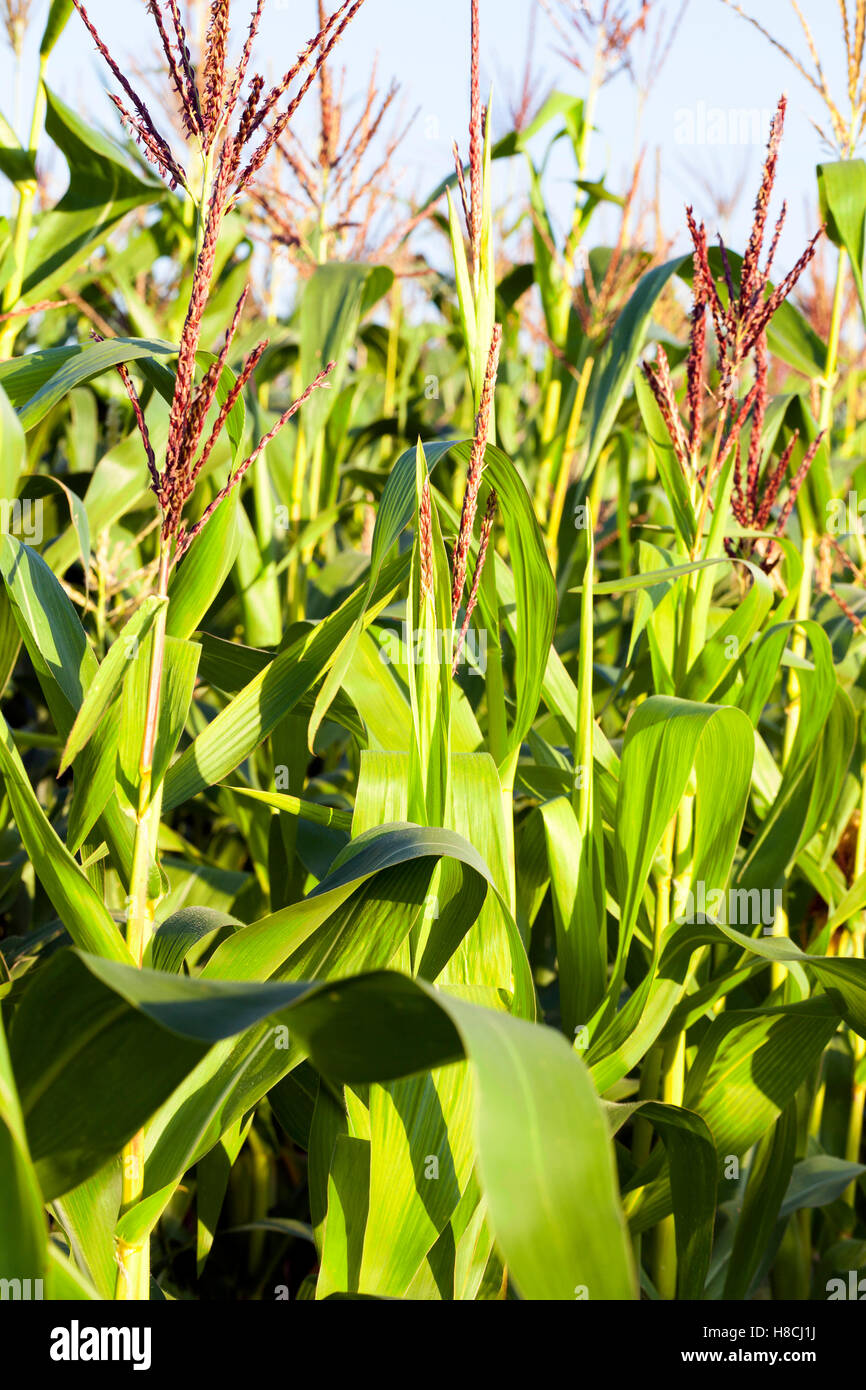 green corn, close up Stock Photo - Alamy