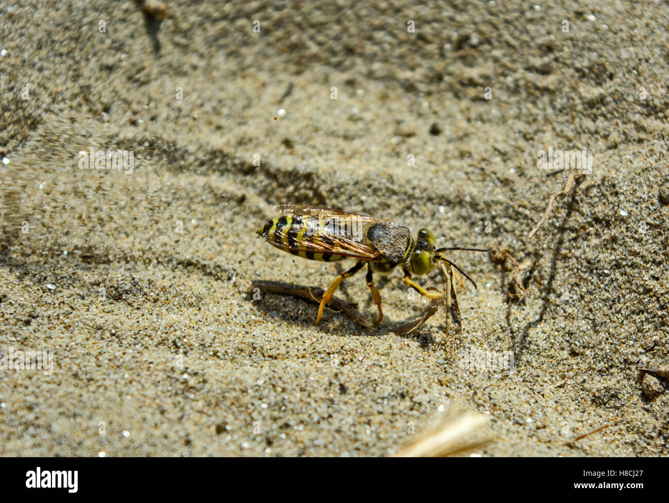 Insect Wasp digs in the sand on the beach Stock Photo - Alamy