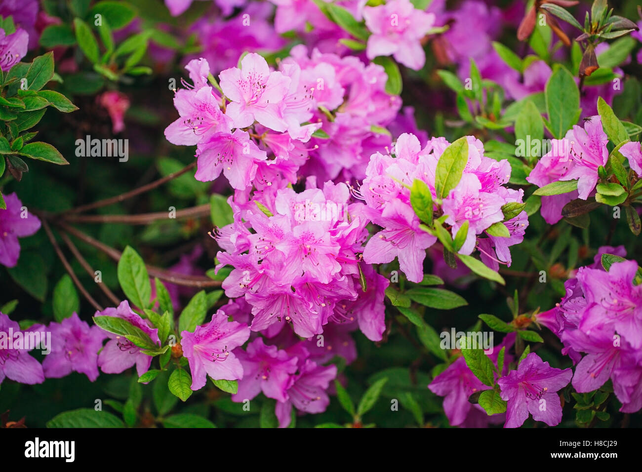 Pelargonium geranium group bright beautiful cerise pink flowers ...