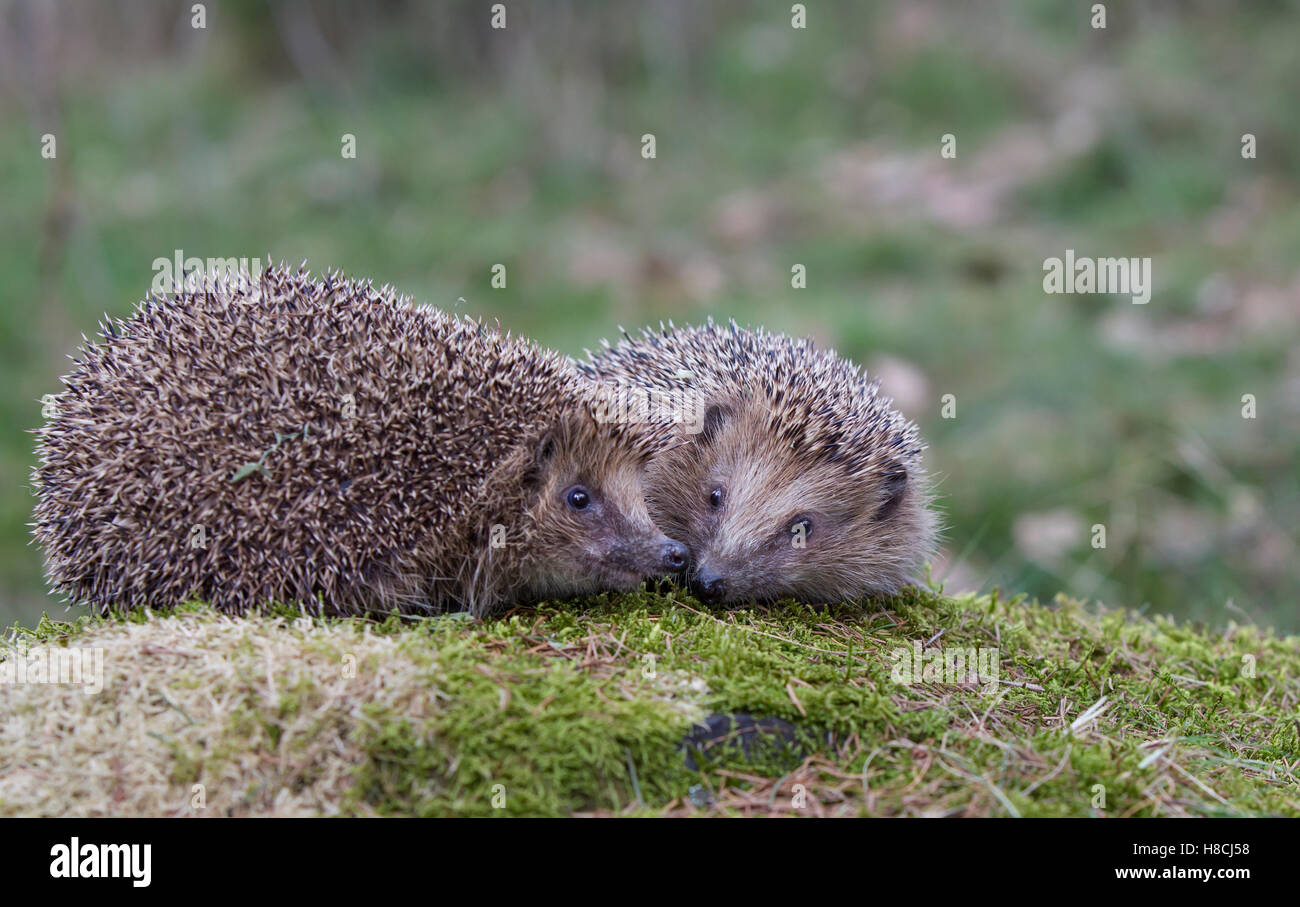 Igel, Erinaceus europaeus, Hedgehog Stock Photo - Alamy