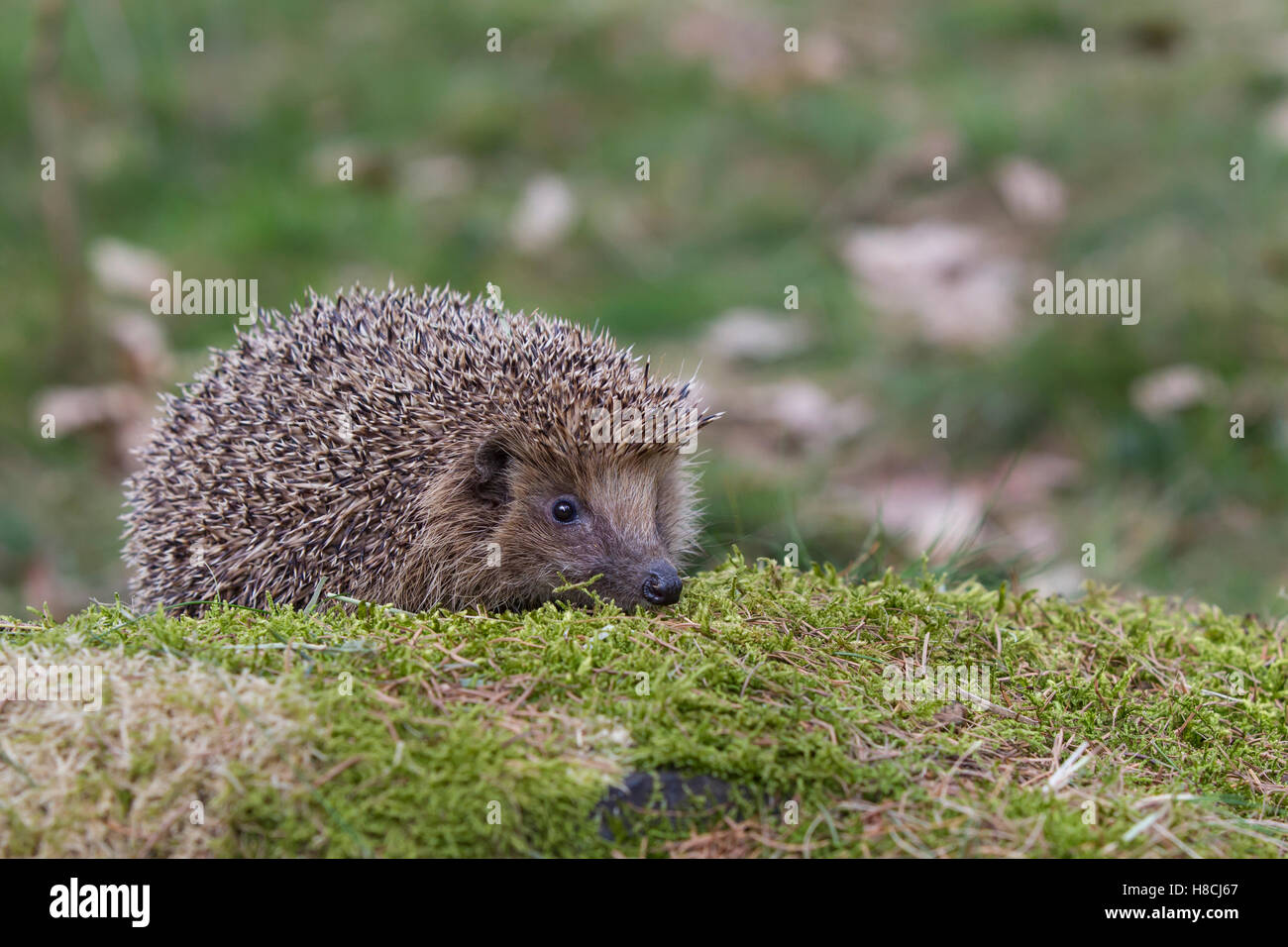 Igel, Erinaceus europaeus, Hedgehog Stock Photo - Alamy