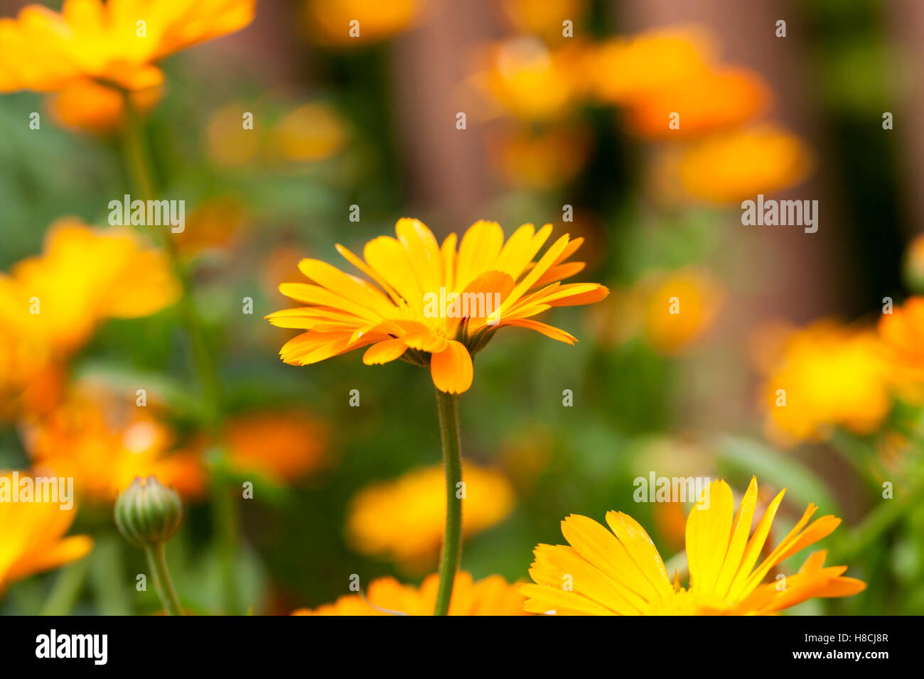 orange flowers of calendula Stock Photo - Alamy