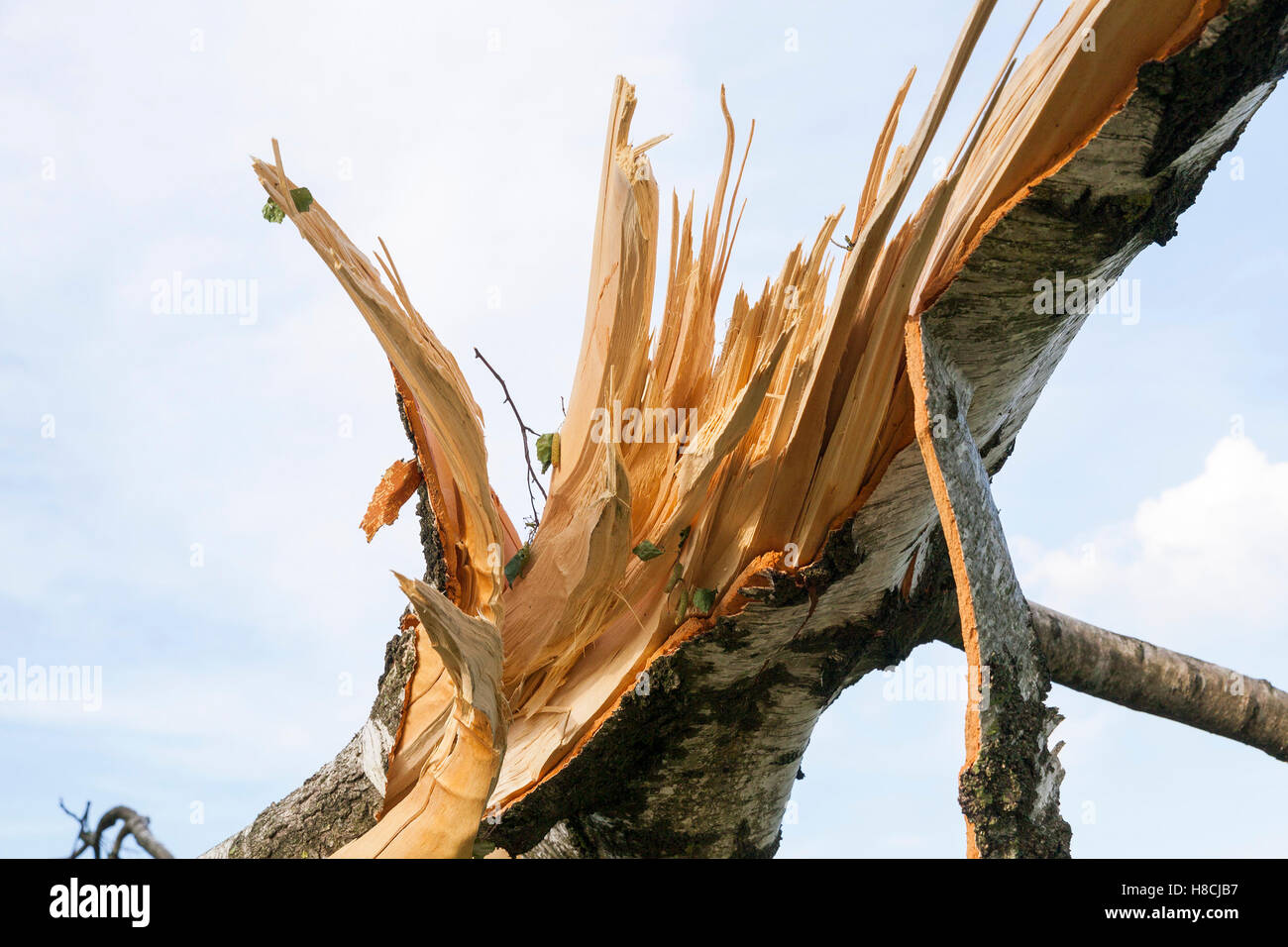 broken birch trees Stock Photo - Alamy