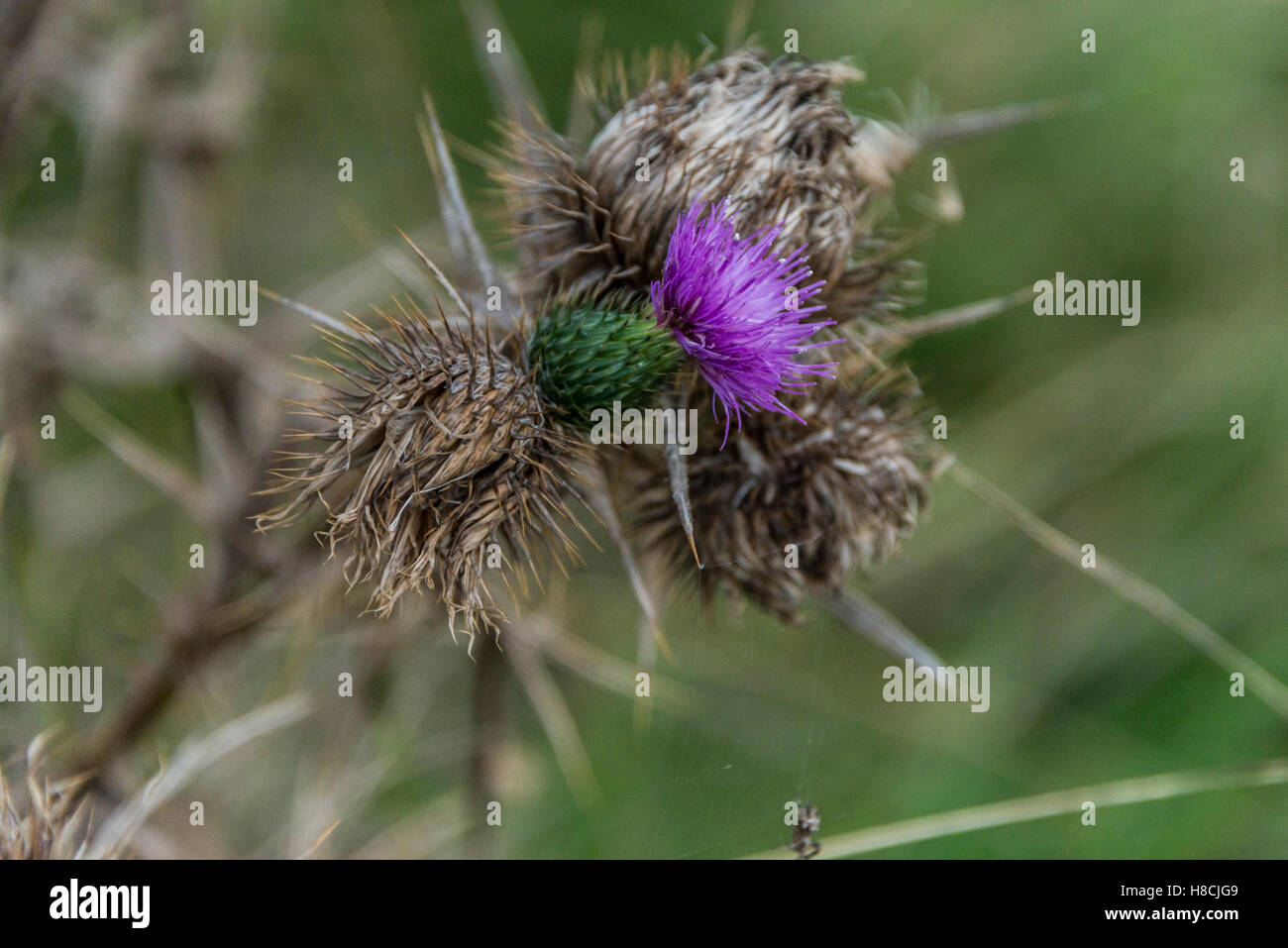 A live thistle flower standing out from the dead ones surrounding it ...