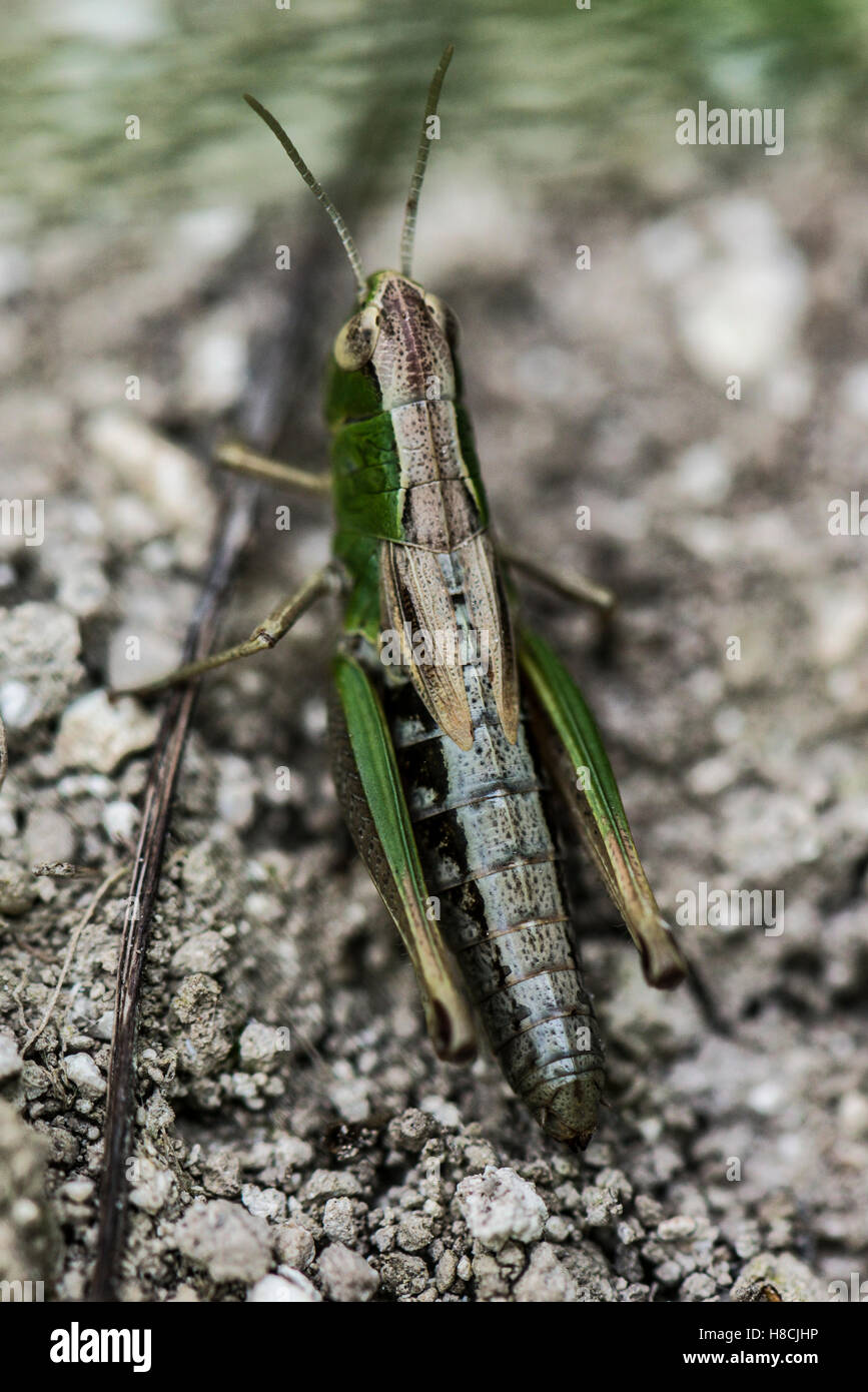 A female meadow grasshopper (Chorthippus parallelus Stock Photo - Alamy