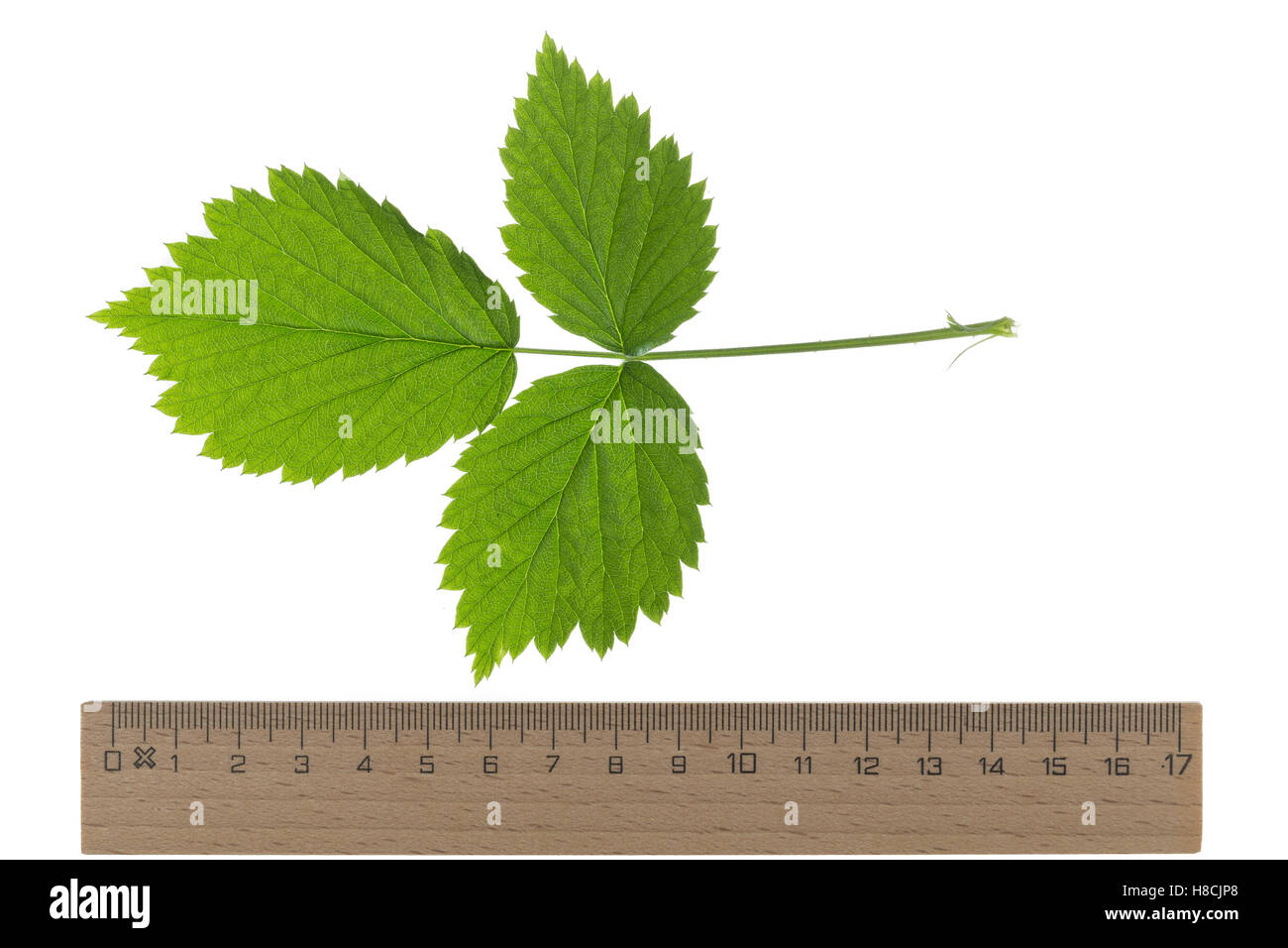 Raspberry Plant Diagram