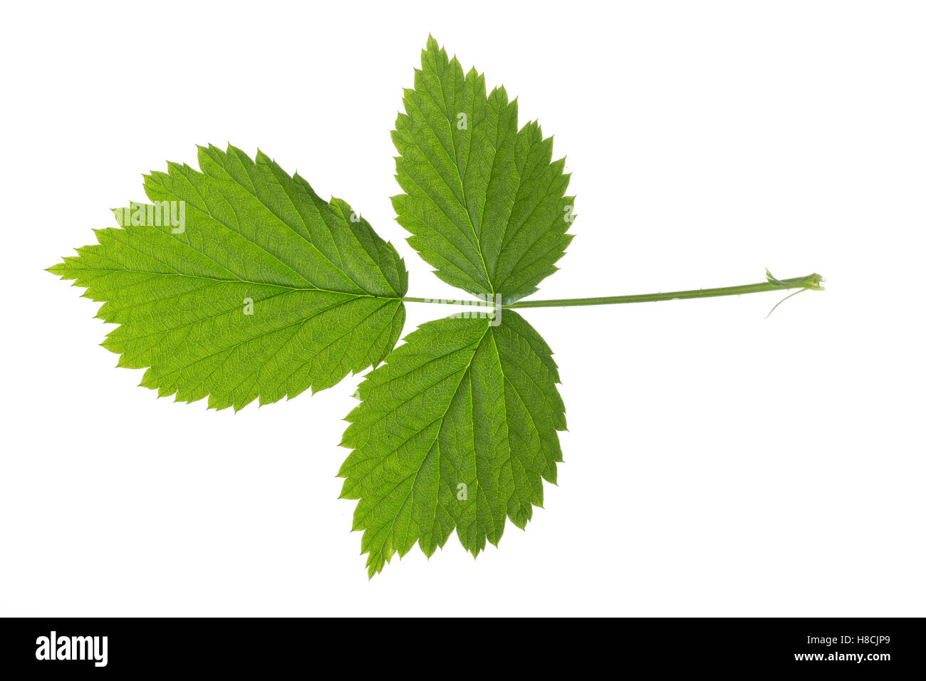 Rubus Idaeus Leaf