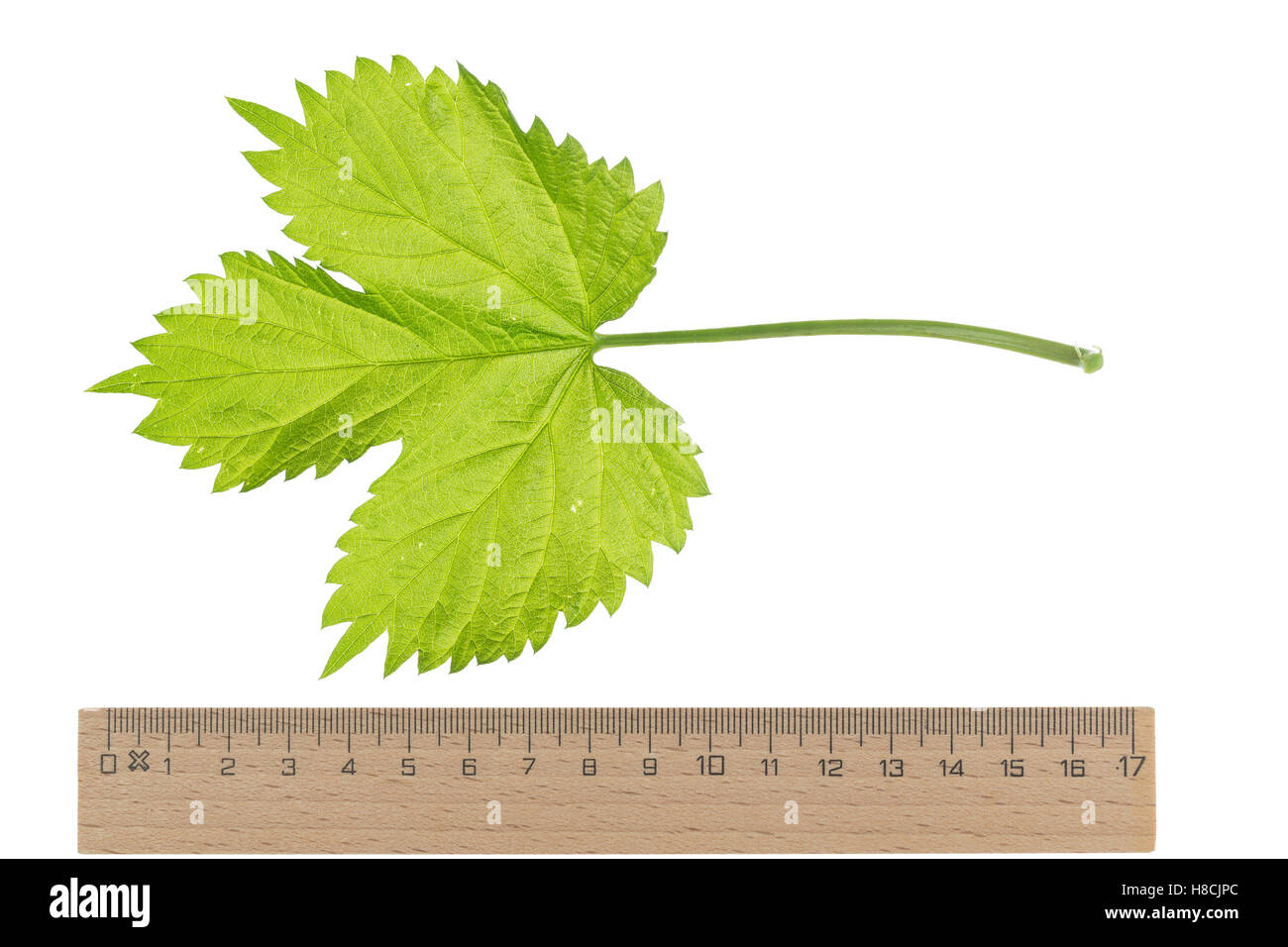 Hop Tree High Resolution Stock Photography and Images - Alamy
