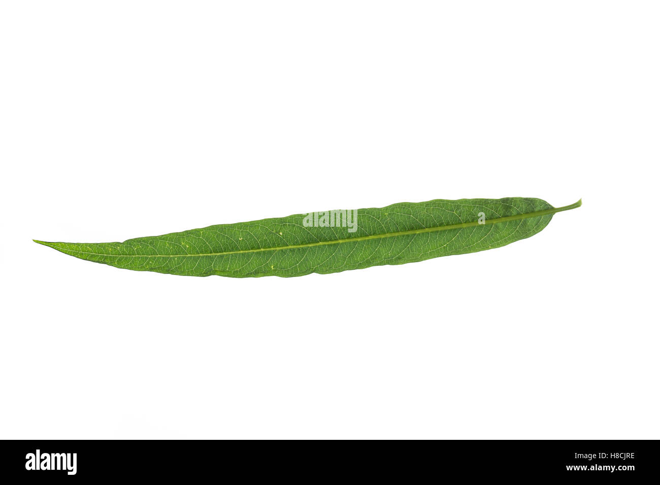 Korbweide hi-res stock photography and images - Alamy