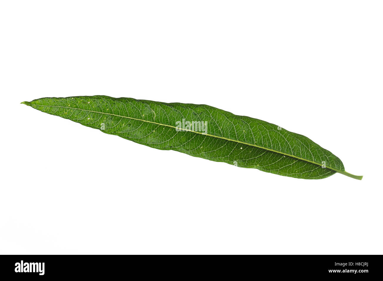 Korb-Weide, Korbweide, Hanf-Weide, Weide, Salix viminalis, basket ...