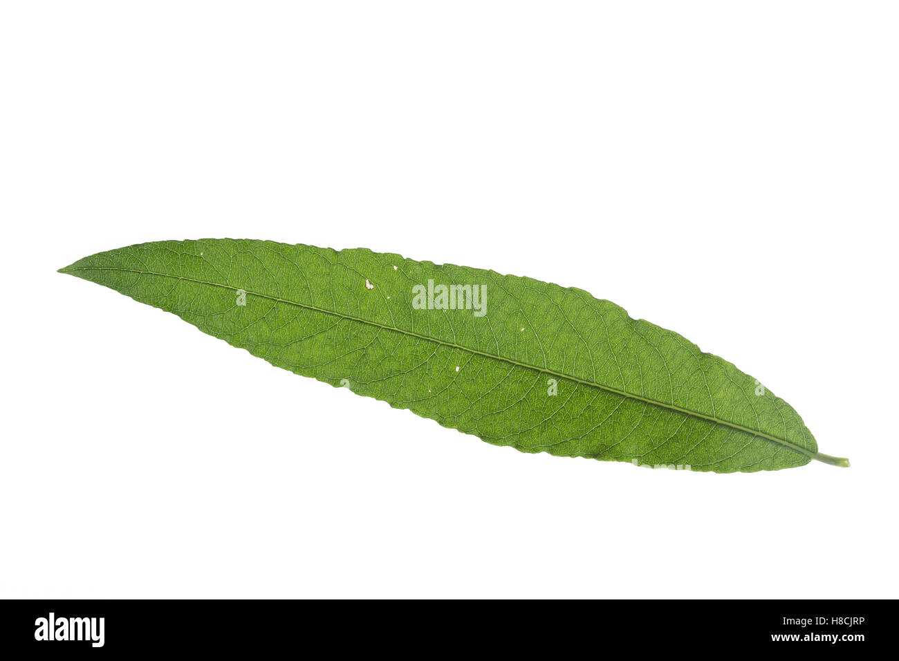 Korb-Weide, Korbweide, Hanf-Weide, Weide, Salix viminalis, basket ...